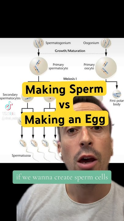 Making Sperm vs Making an Egg - YouTube