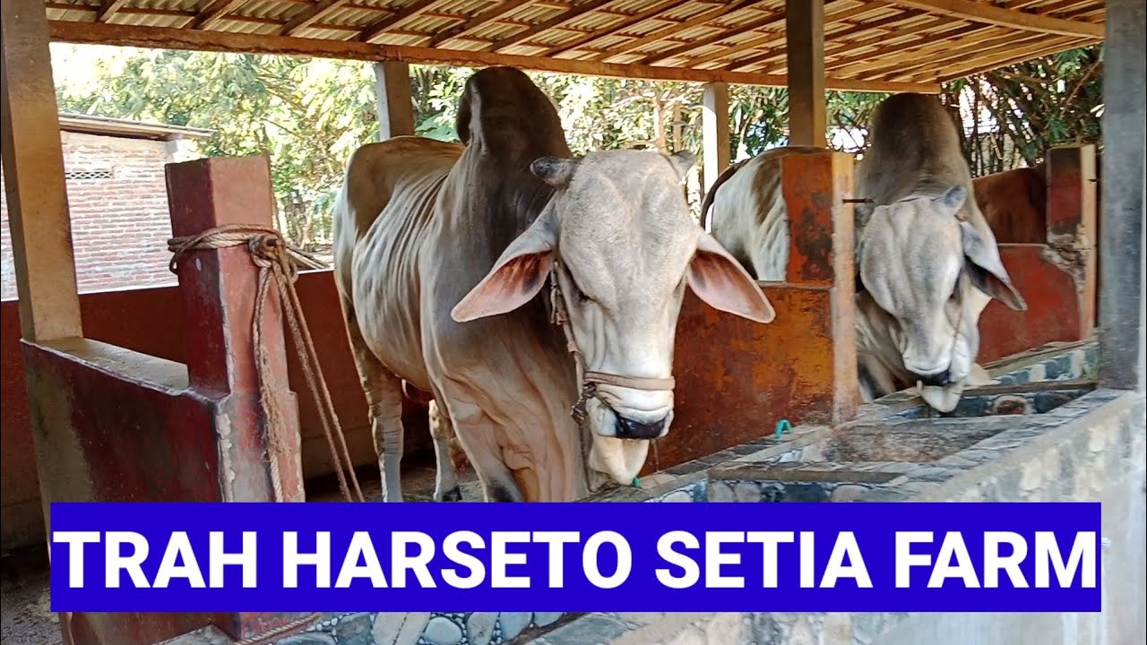 ASMORO SAPI TRAH HERSETO SETIA FARM‼️KUALITAS SUPER - YouTube