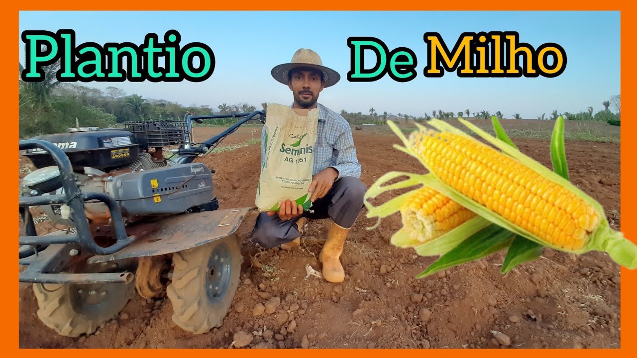 Plantio de milho doce irrigado//Milho para pamonha 1051 - YouTube