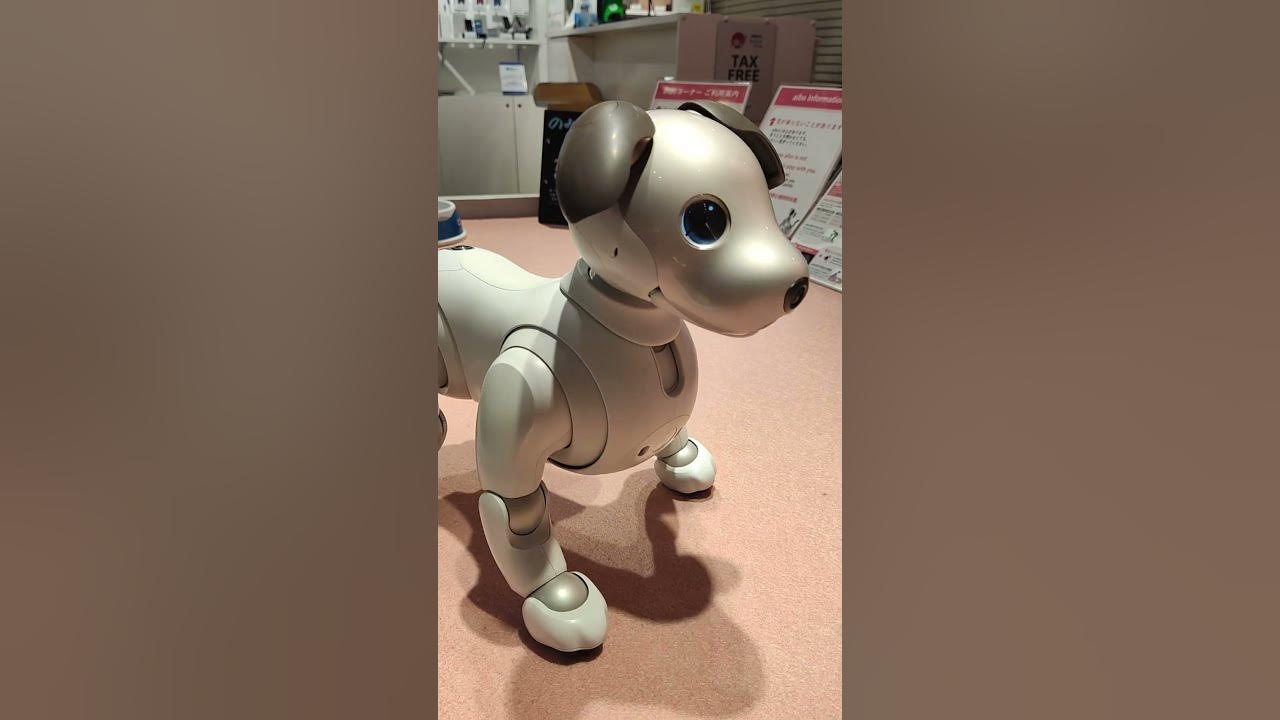 Robot Dog Aibo 2023 (#sony #japan) - YouTube
