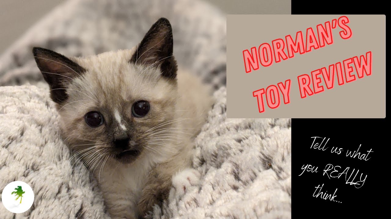 Norman the Cat, Toy Review - YouTube