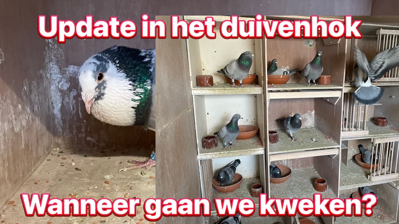 Update in het duivenhok | wanneer gaan we beginnen? - YouTube