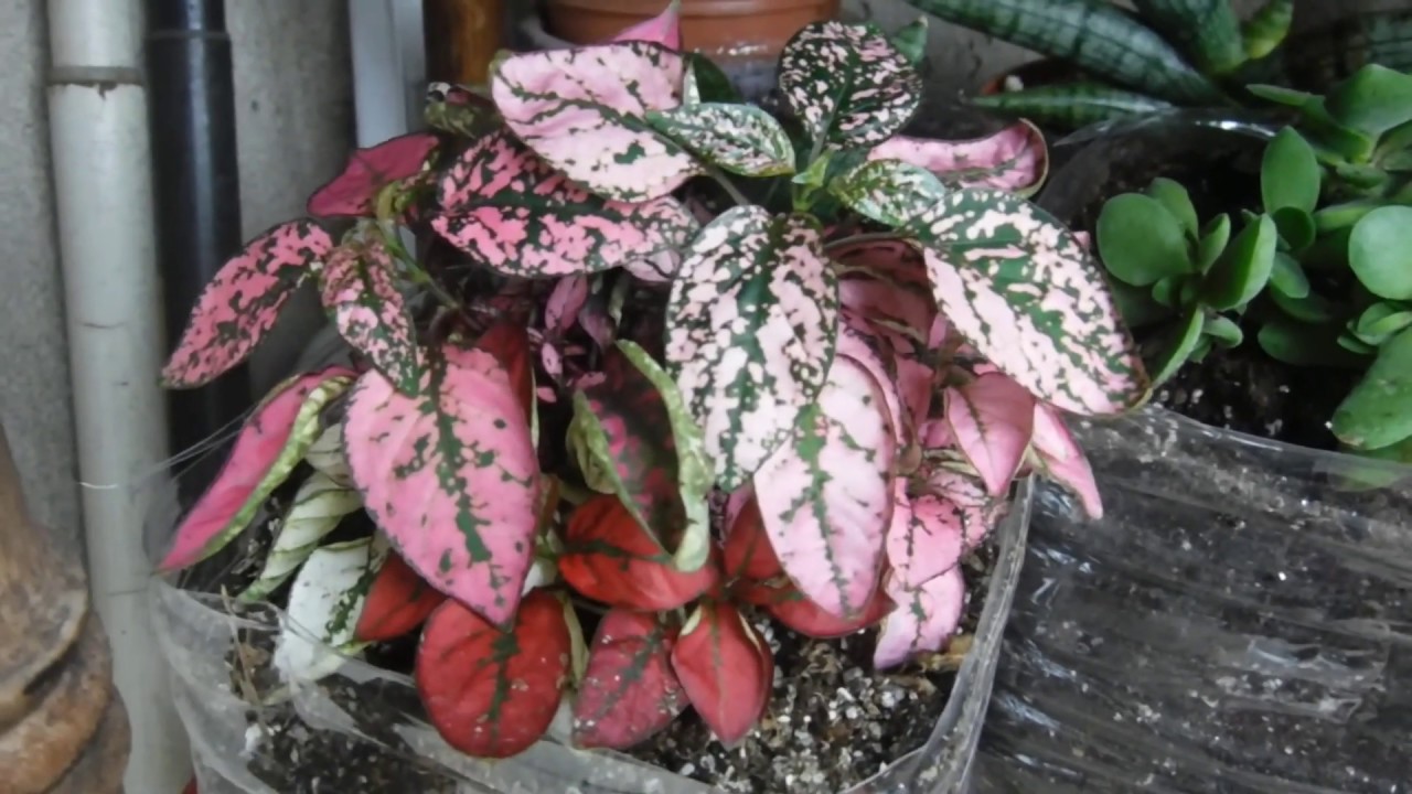 Dividing plants is a method of propagation - YouTube