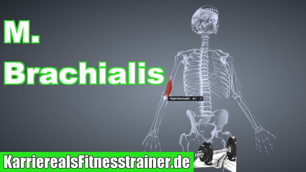 M. Brachialis (Oberarmmuskel) Ansatz Ursprung Funktion Dehnung B-Lizenz ...