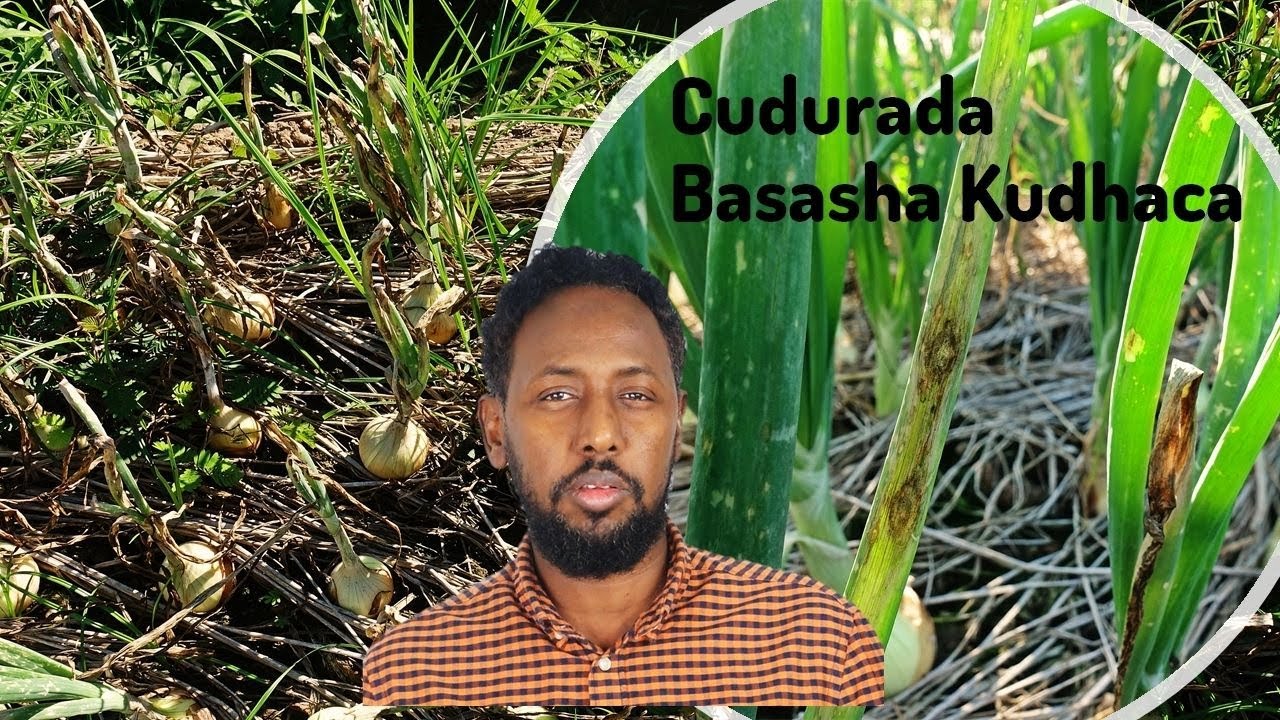 Cudurada Beeraha Basasha Kudhaca - YouTube