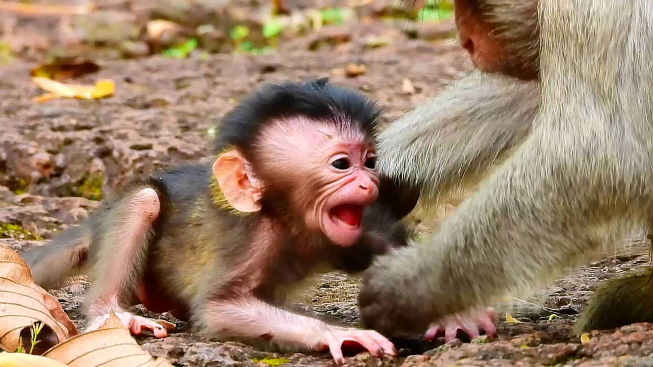 TERRIBLE SCARY CRY. CUTE NEWBORN ARIA CRY LOUD WHEN MOM PUT HER ALONE ...