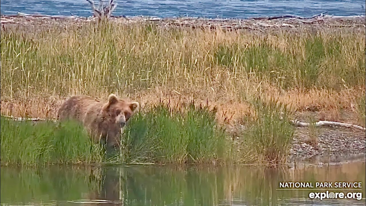 Bucky 164 is Still a Handsome Bear (explore.org KRV cam) 07.08.24 - YouTube