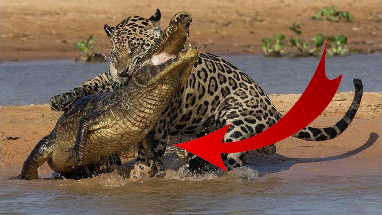 Jaguar Attack Caiman Crocodile|Crocodile Attacks Leopard|Pantanal ...