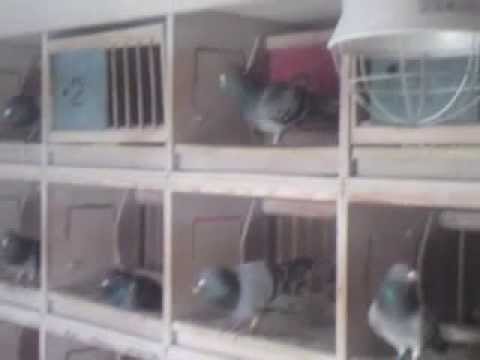 Brieftauben German racing pigeons loft Channel Die Vögel in der Reise ...