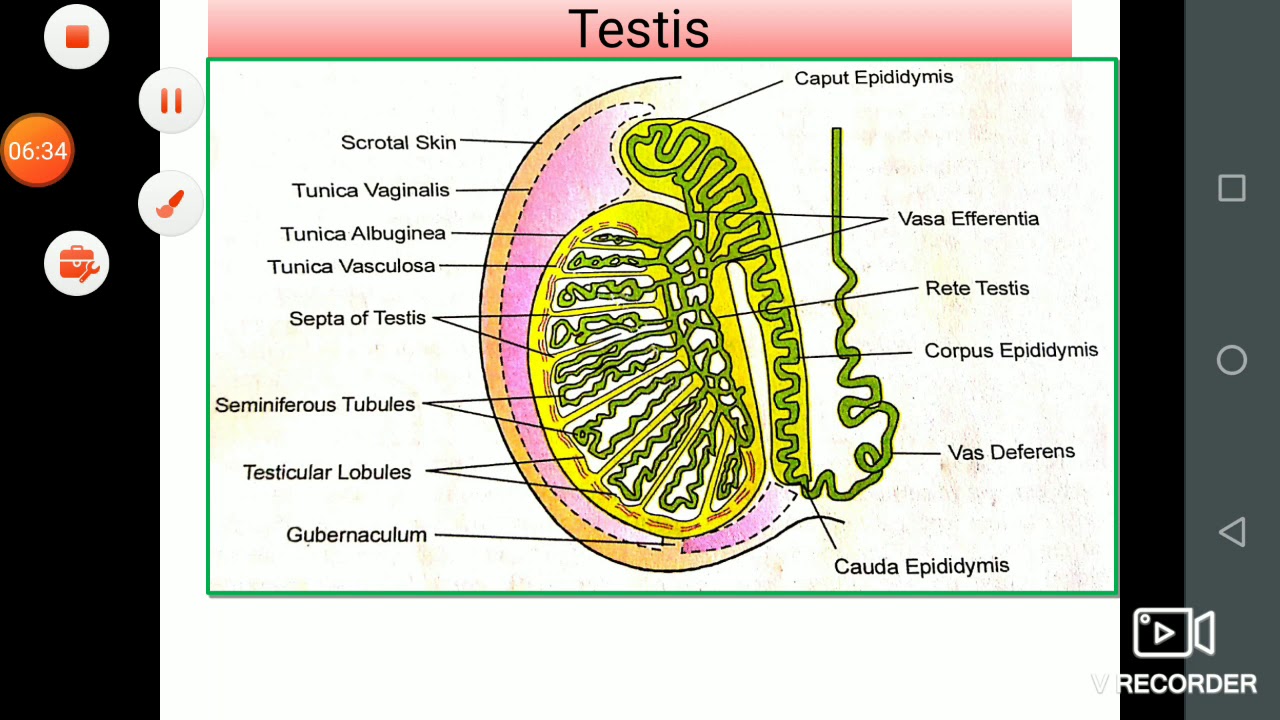 Ch-3 | Human Reproduction | Part 1| Male reproductive system |Testis ...