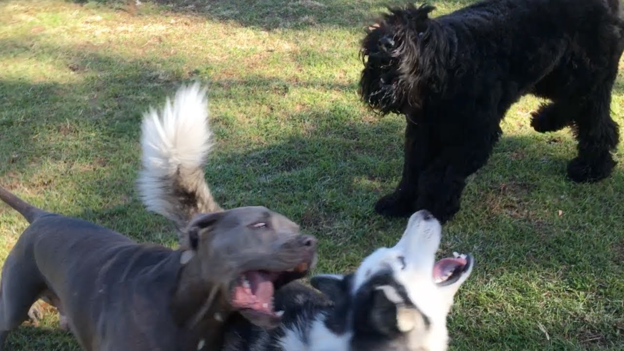 Killjoy Russian Terrier Temporarily Delays a Dog Park Party - YouTube