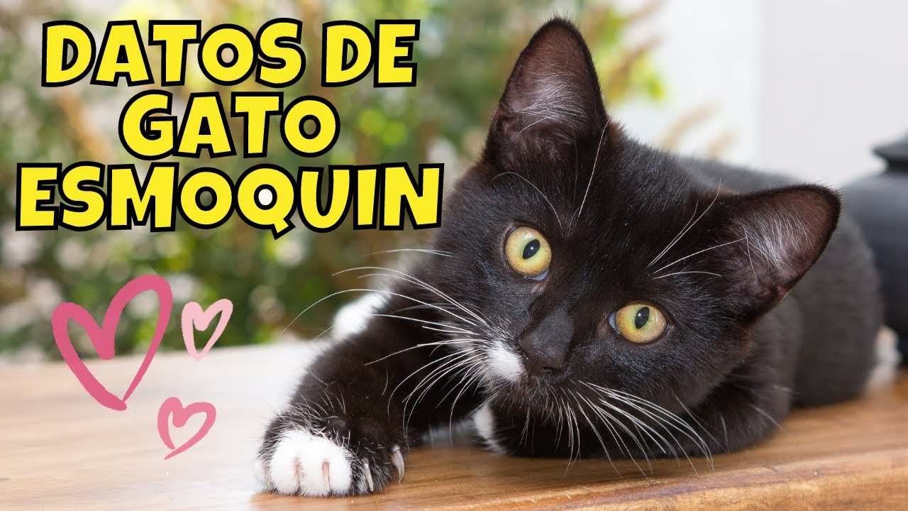 10 Datos Sorprendentes Sobre Los Gatos Esmoquin (Tuxedo) - YouTube
