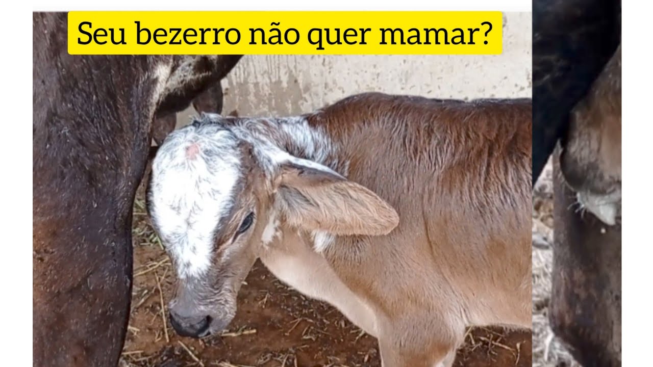 o bezerro não quiz mamar? - YouTube
