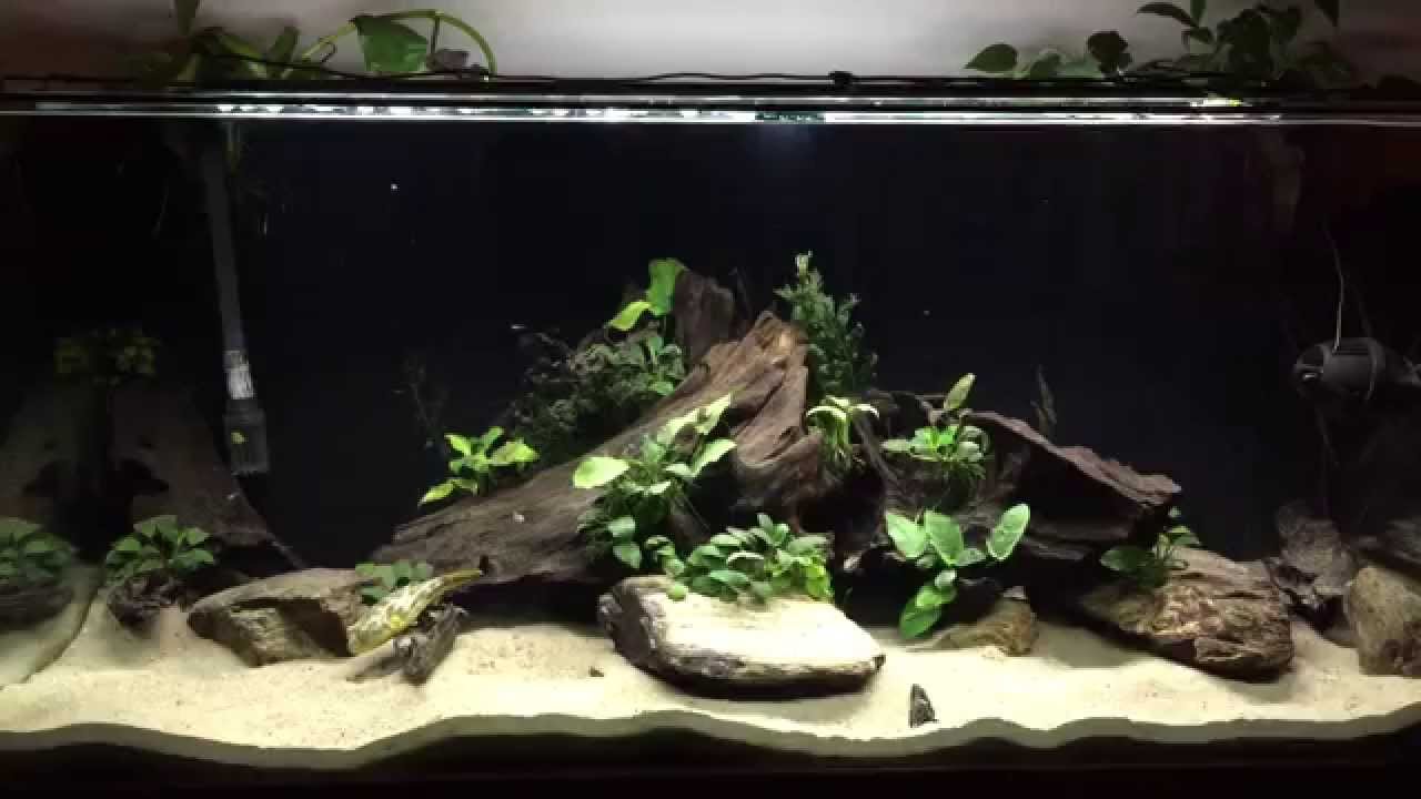 Fahaka Puffer Tank - YouTube