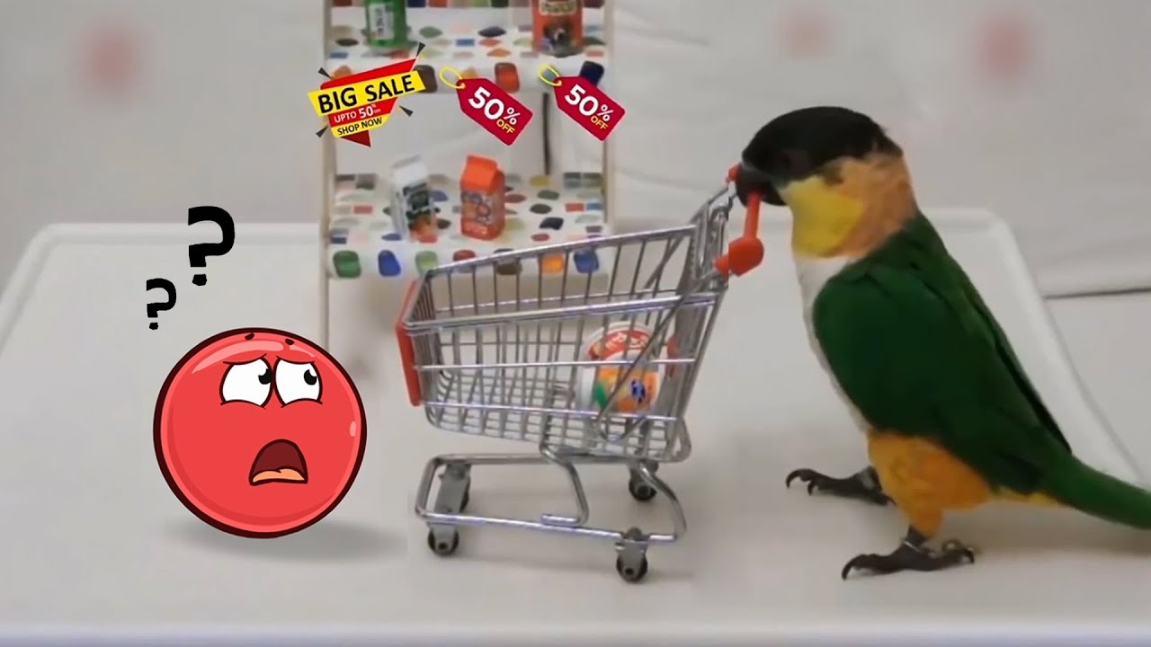Red Ball 4 In Real Life | Red Ball Playing With Parrot - YouTube