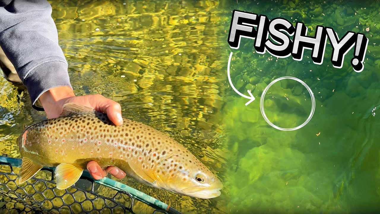 Epic Fly Fishing Adventure in Alberta’s Rocky Mountains! (Guided by ...