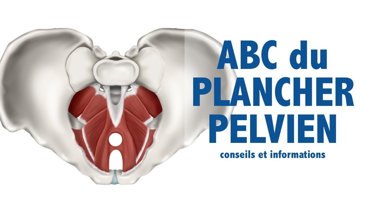 L' ABC du plancher pelvien: conseils et informations - YouTube