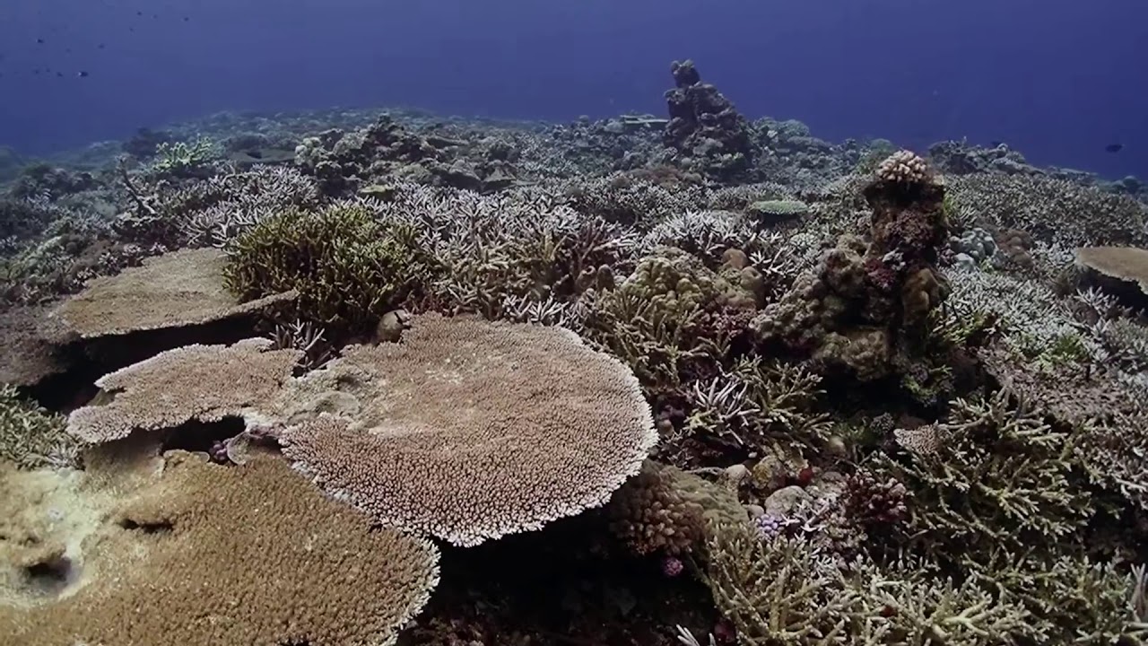 Luconia shoals 2019 - YouTube