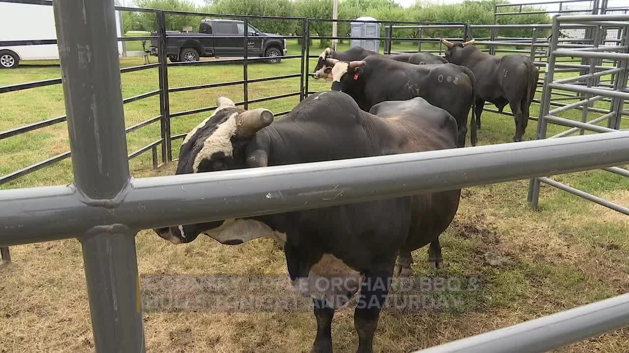Raise ‘Em Rank rodeo series begins at Country Apple Orchard - YouTube