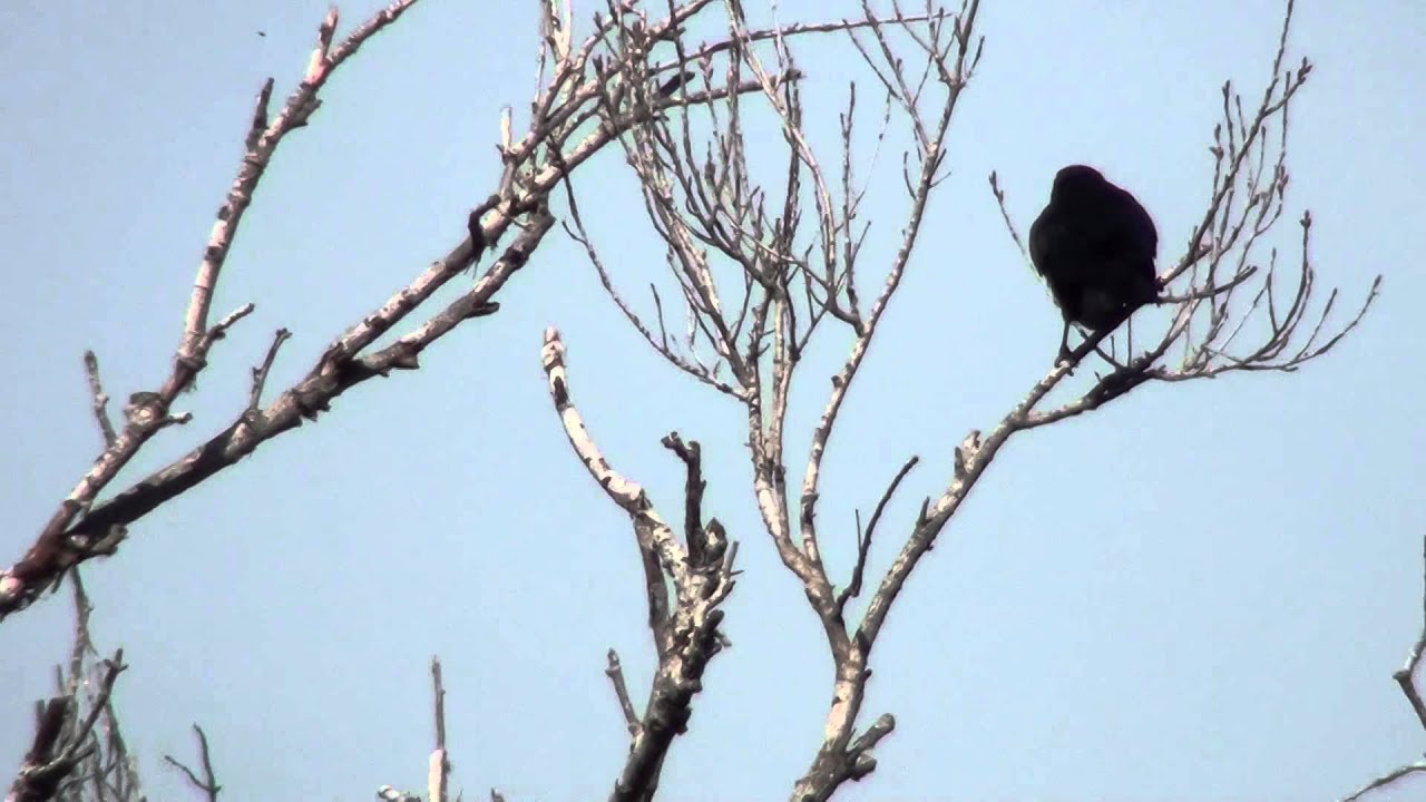Cuervos de Ensenada B.C. México - YouTube
