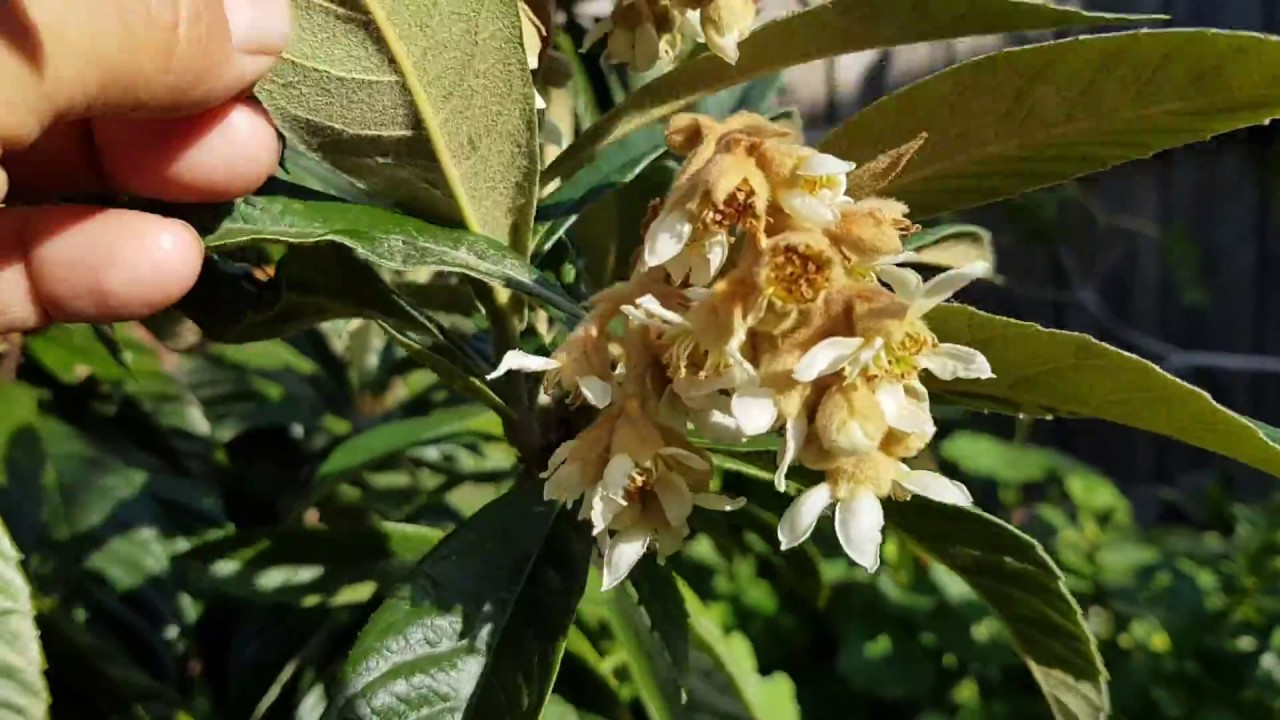 Flowering Loquat (Nespoli) brings in the Winter Tropics - YouTube