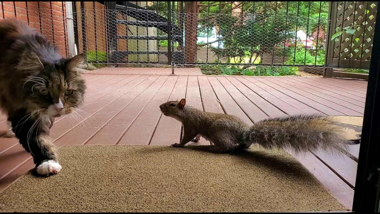 Cat and Squirrel were HUNGRY - YouTube
