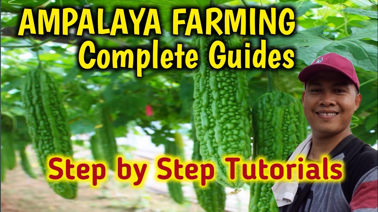ampalaya farming complete guides | step by step tutorials of bitter ...