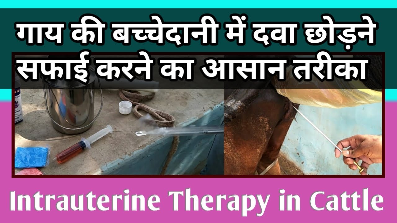 गाय की बच्चेदानी गर्भाशय की सफाई intrauterine therapy in cattle/ cow ki ...
