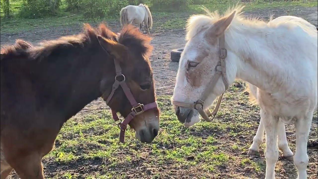 The Heat Affects Mule...She's Doing What? - YouTube