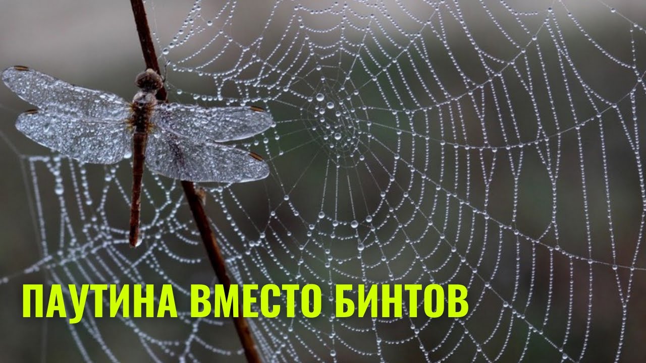 The ancient Romans used cobwebs instead of bandages. was it a good idea ...