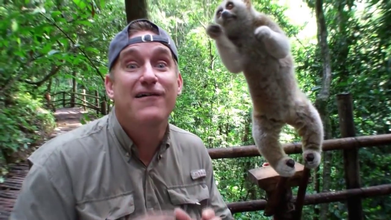 Animal Jam - Dr. Brady Barr and a slow loris - YouTube