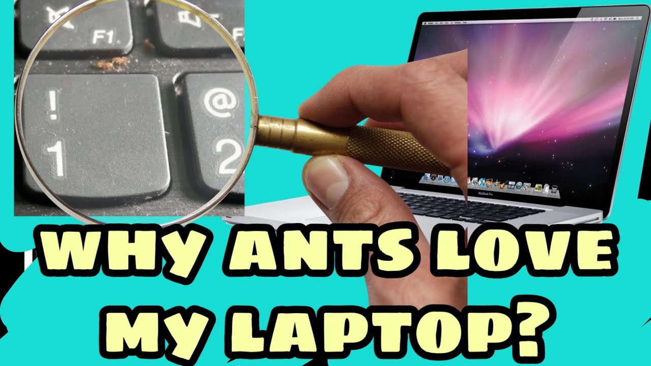 Why ants love my laptop? - YouTube