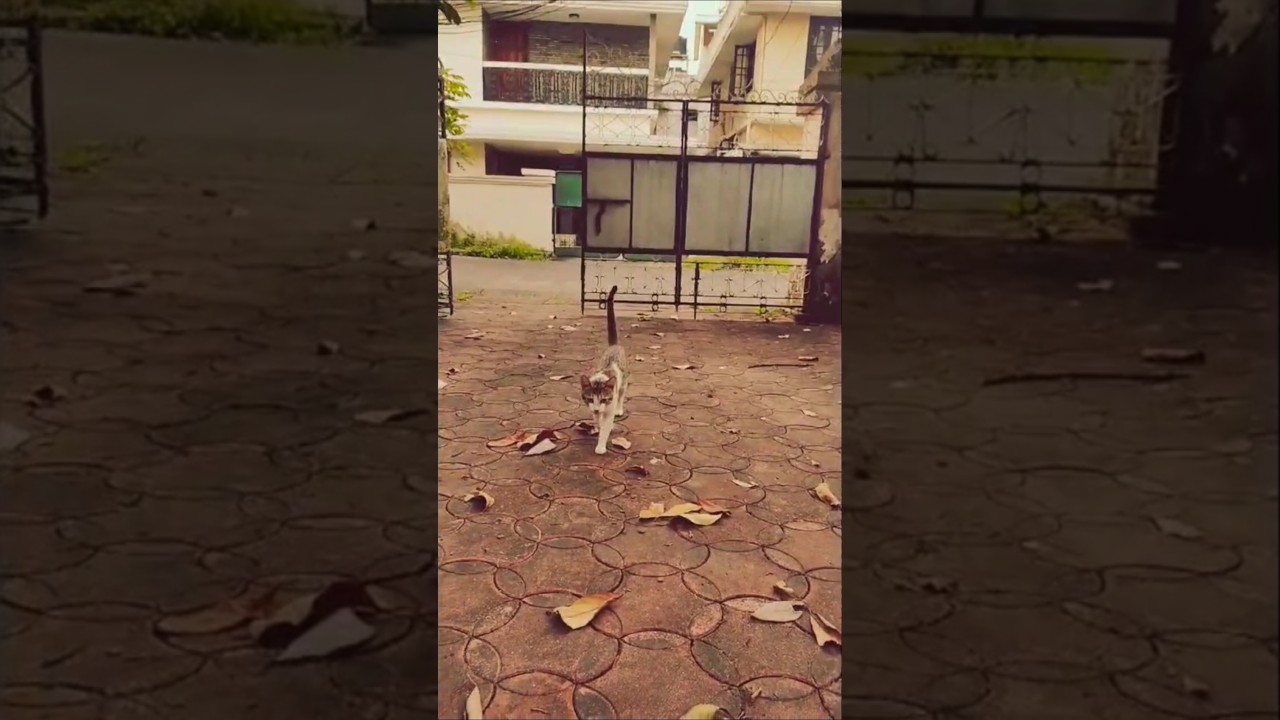 Mittu the Vettaiyan#cat#pets#catlover#catshorts#youtubeshorts#shorts# ...