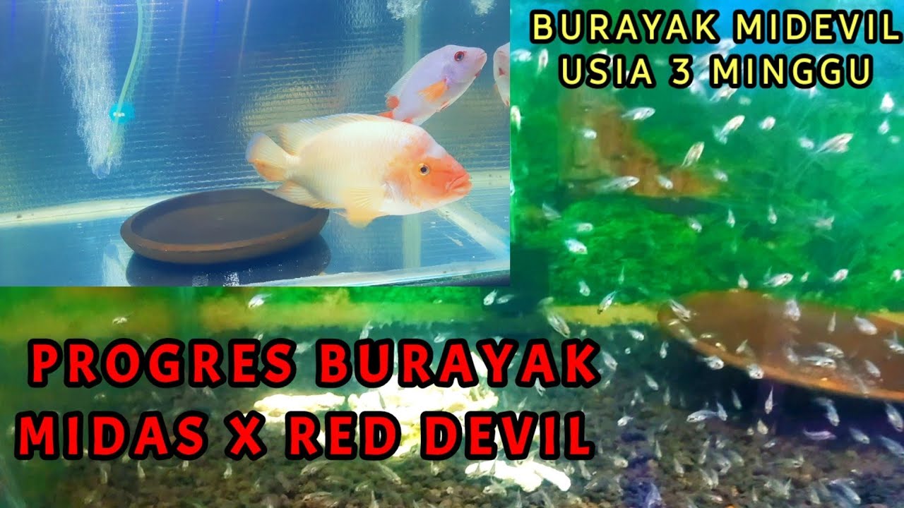Update Burayak Midevil ( MIDAS X DEVIL ) Usia 3 Minggu #cichlid #midas #reddevil - YouTube