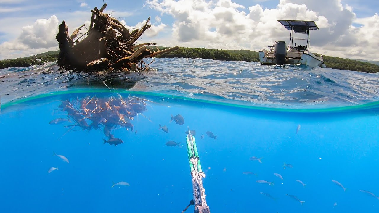 We Found A Floating Three With A Lot Of Fish Black Jacks, Rainbow ...