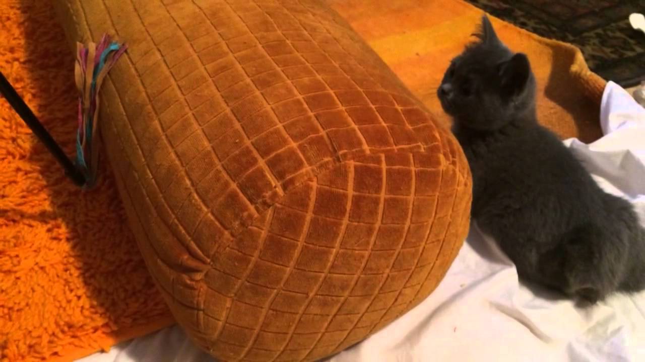Amelie (day 1) 5 - YouTube