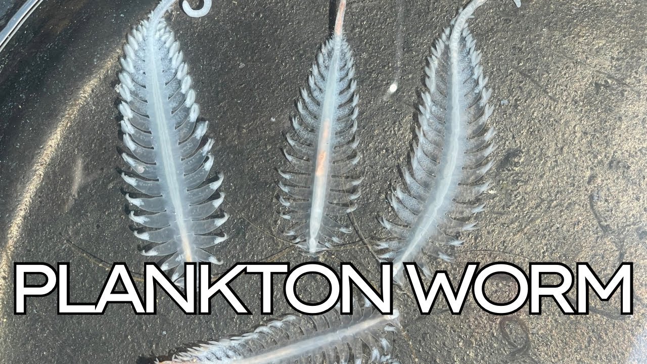 Attack on Titan Fans — Meet the REAL Sea Worm That Inspired the ...