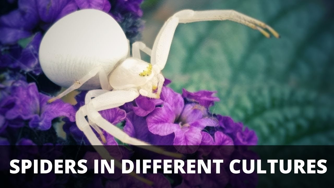 Spiders In Different Cultures and Countries! - YouTube