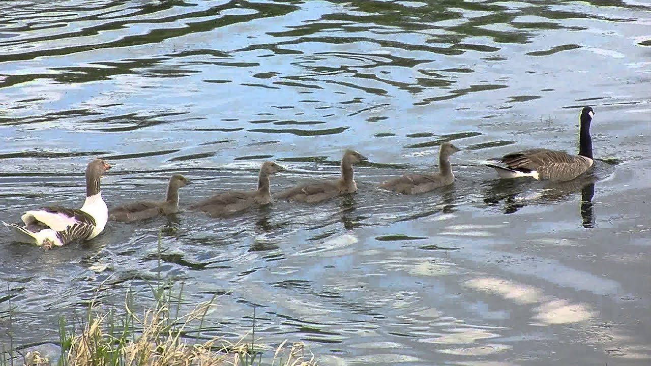 cute geese family - YouTube
