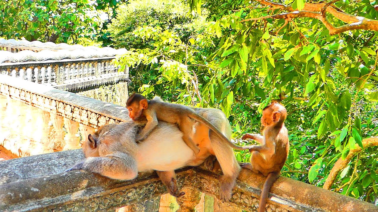 Wow Amazing Dad And Baby Monkey Matos...The monkey king's Baby Matos is ...