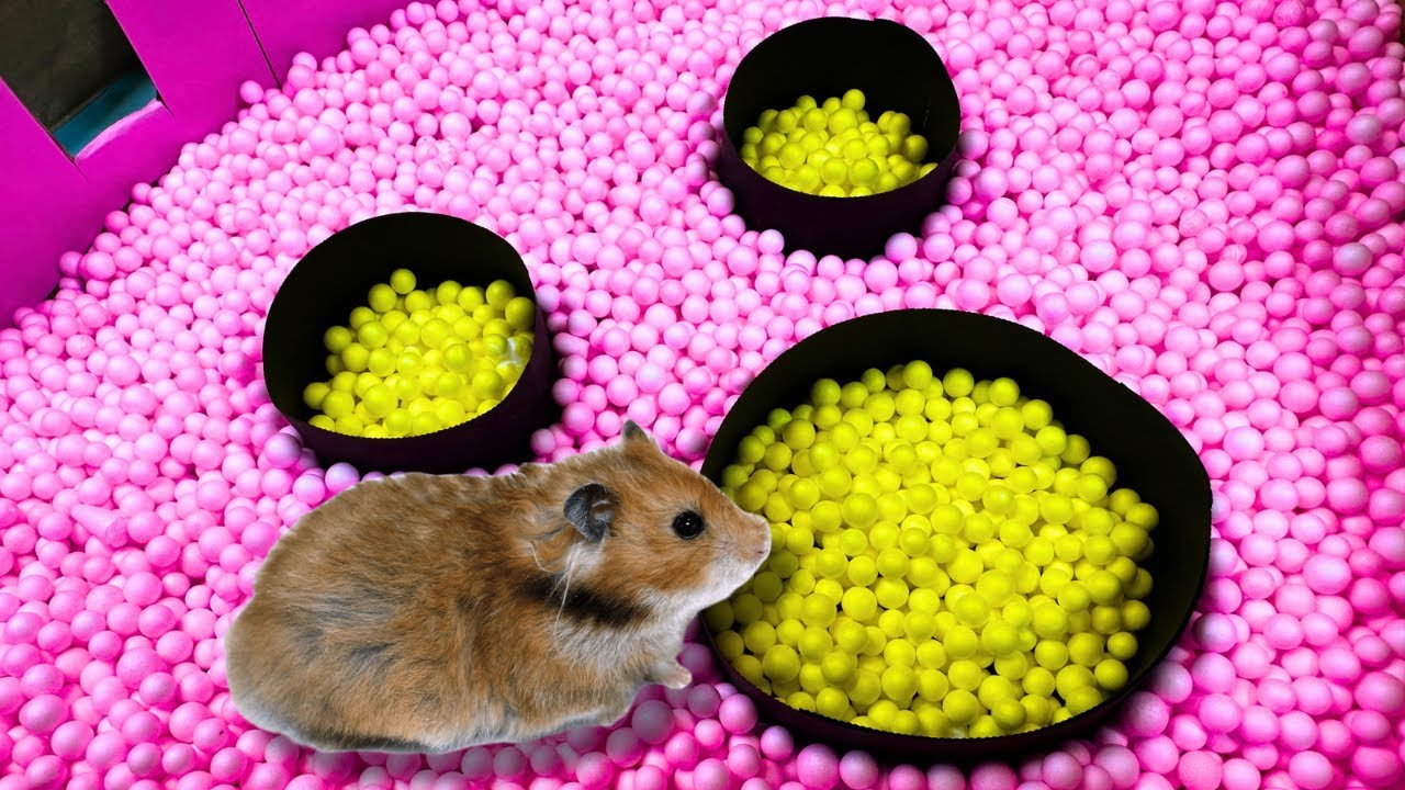 🐹 Pool Maze for Hamster - Rainbow Pyramid Escapes Maze for Pets in real ...