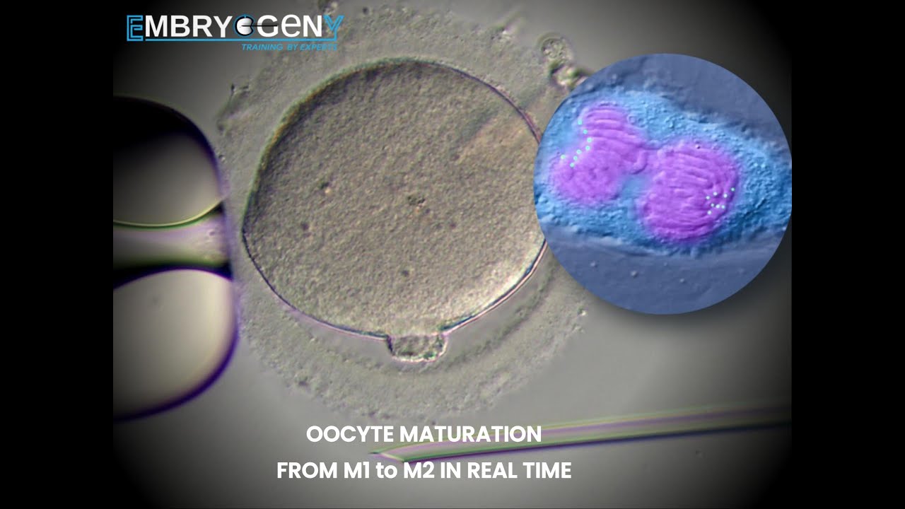 Oocyte Maturation from M1 to M2 in Real Time - Watch the Molecular ...