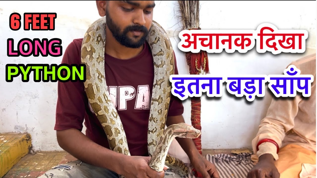 इतना बड़ा साँप मैंने पहले कभी नहीं देखा 🐍😲॥ 6 FEET LONG PHYTHON 🐍😟 - YouTube