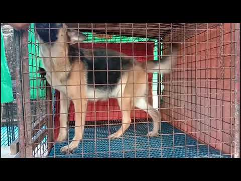 German Shepherd WL (Maya's 1st Litter, 11 puppies, 24 Feb'21) Kirtoy TV