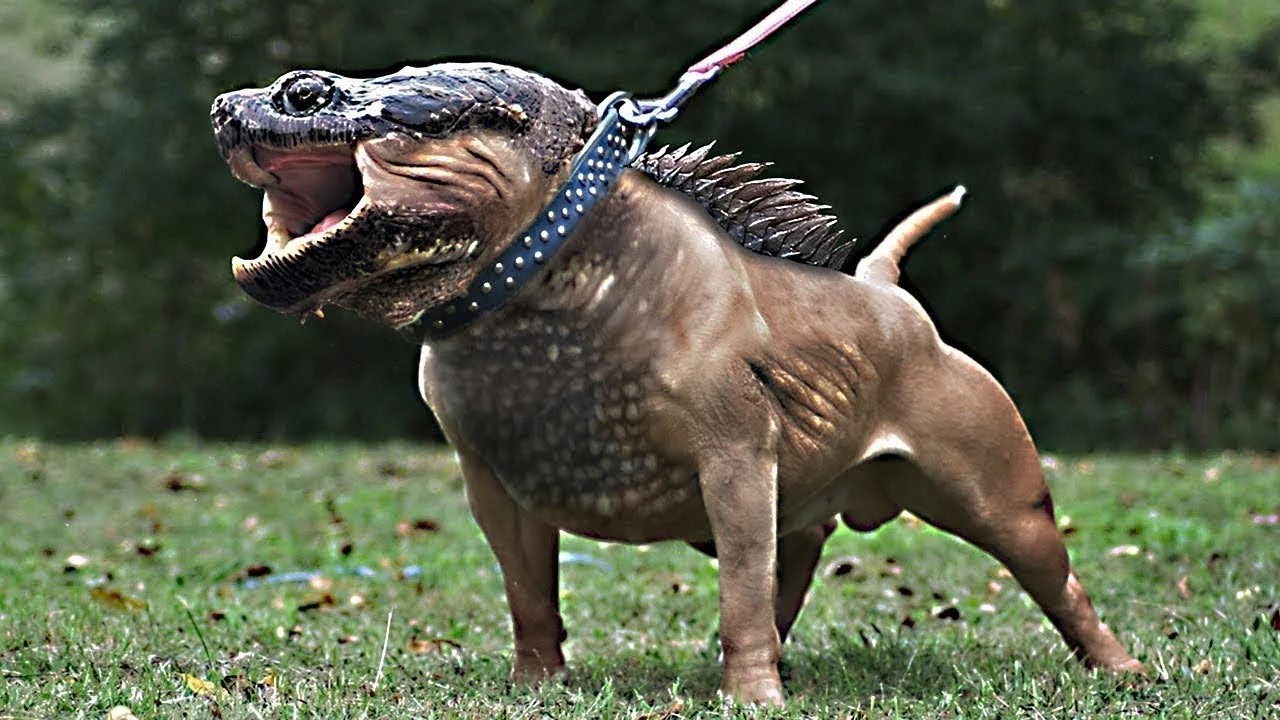 18 Crazy Animal Mutations - YouTube