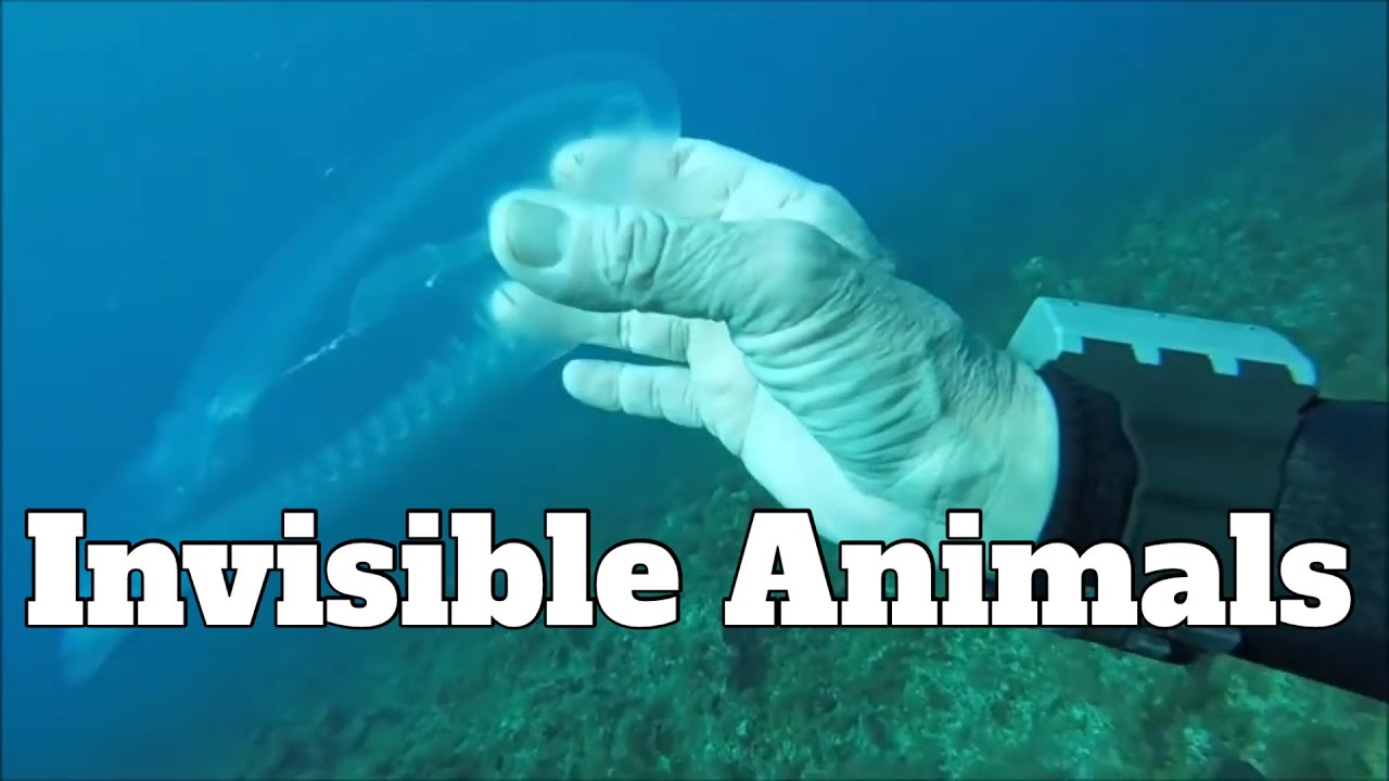 Top 10 Invisible Animals In The World. - YouTube