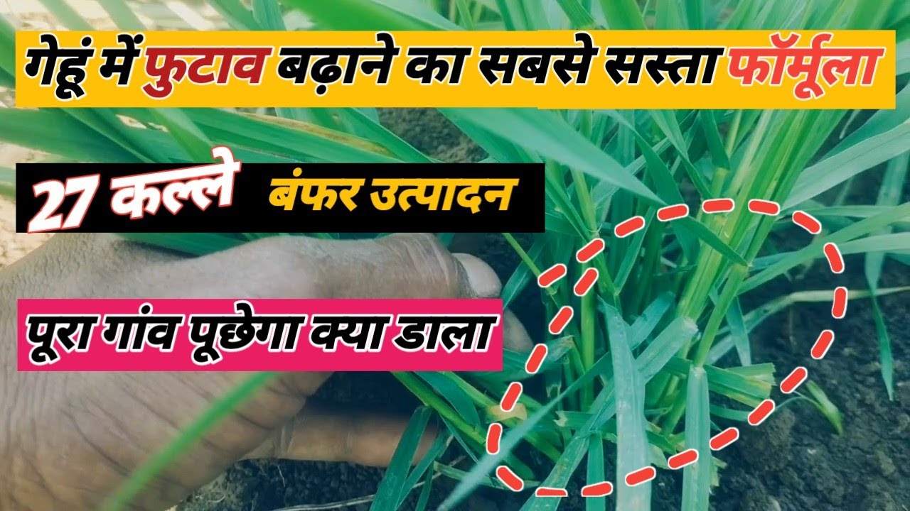 Gehu ki kheti | गेहूं में कल्ले बढ़ाने वाले खाद एवं स्प्रे | गेहूं में ...