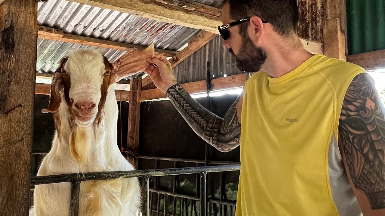 Arapal Nature Farm Pt 2 | Talking to Giant Goats 🐐 in the Philippines ...