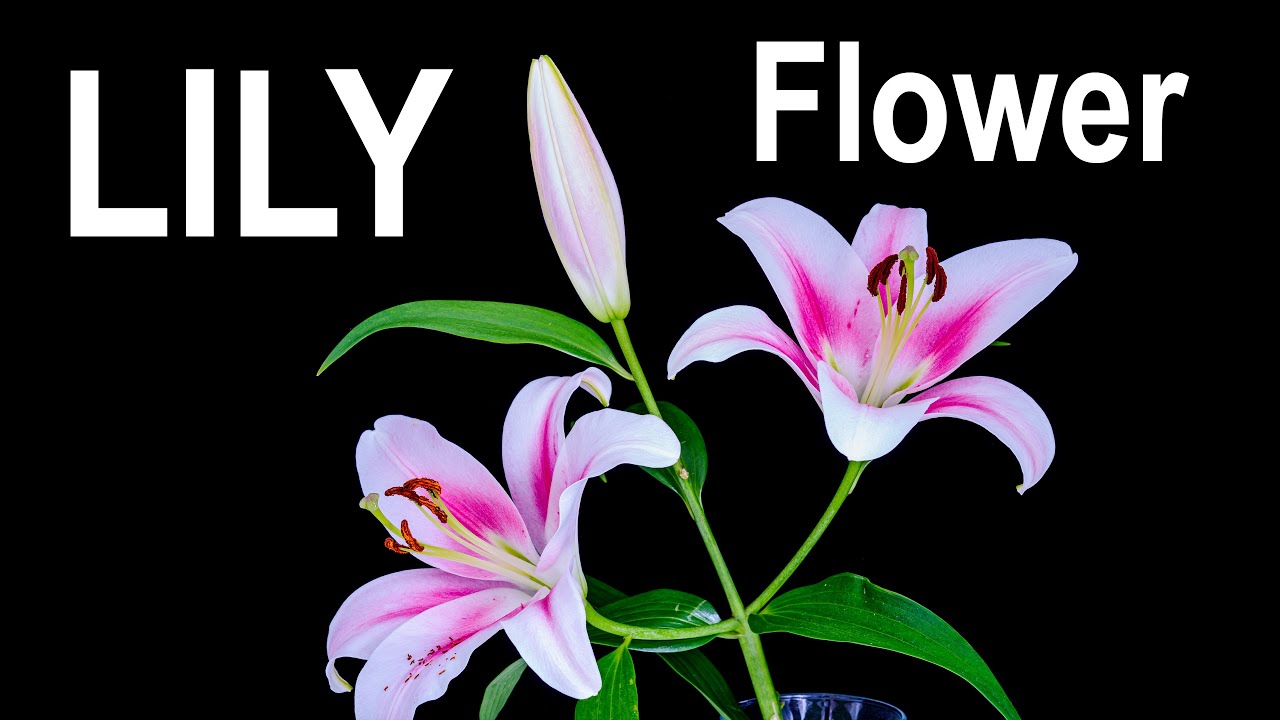 Lily flower 🌺 opening - time lapse [4K] - YouTube