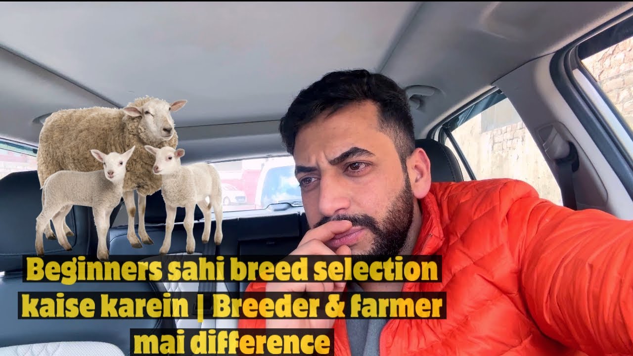 Beginners Breed Selection kaise kare | Sheep breeder & Sheep farmer mai difference | Ovais reshi ...